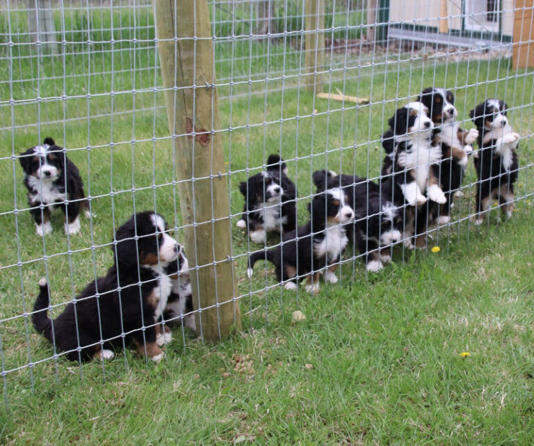 Mini Bernedoodle Puppies Available for Adoption - Weaver Family Puppies
