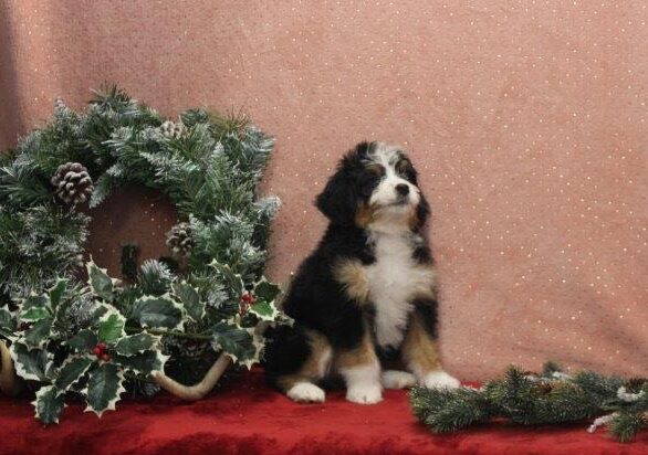 Mini Bernedoodle Puppies Available for Adoption - Weaver Family Puppies