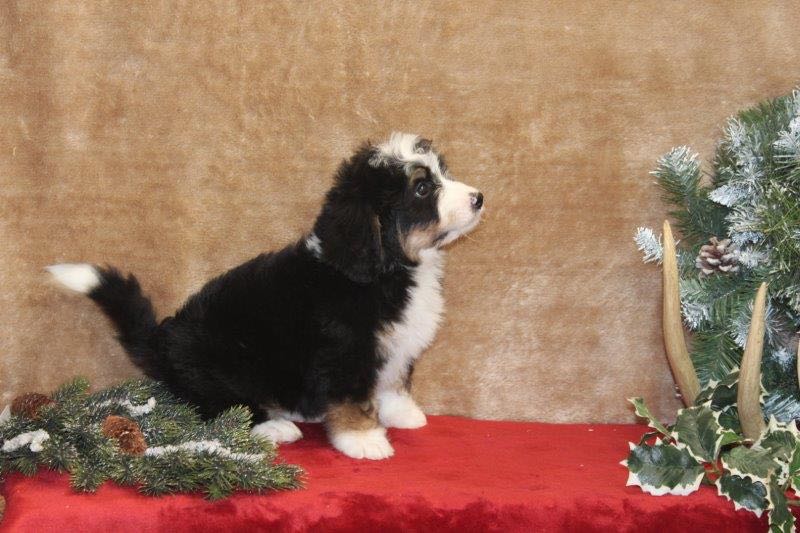 Mini Bernedoodle Puppies Available for Adoption - Weaver Family Puppies
