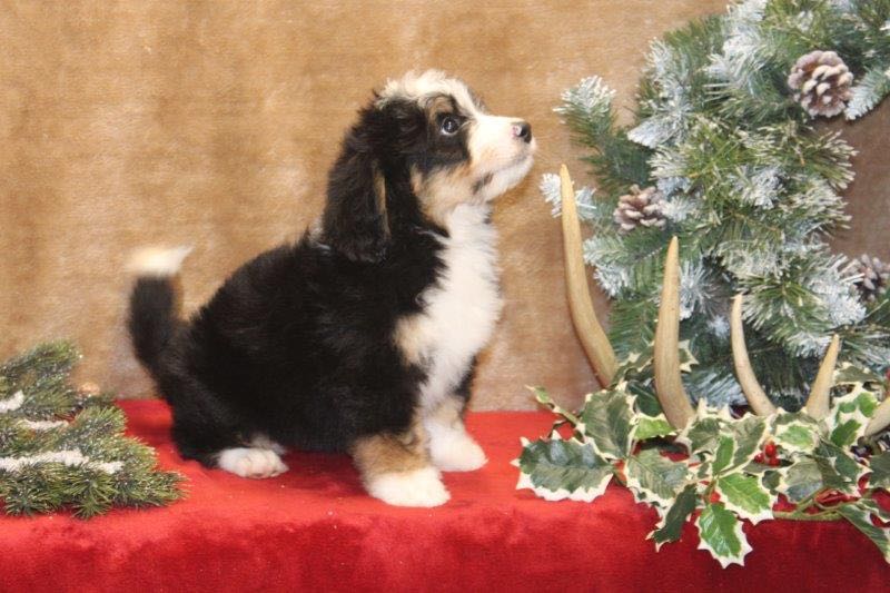 Mini Bernedoodle Puppies Available for Adoption - Weaver Family Puppies