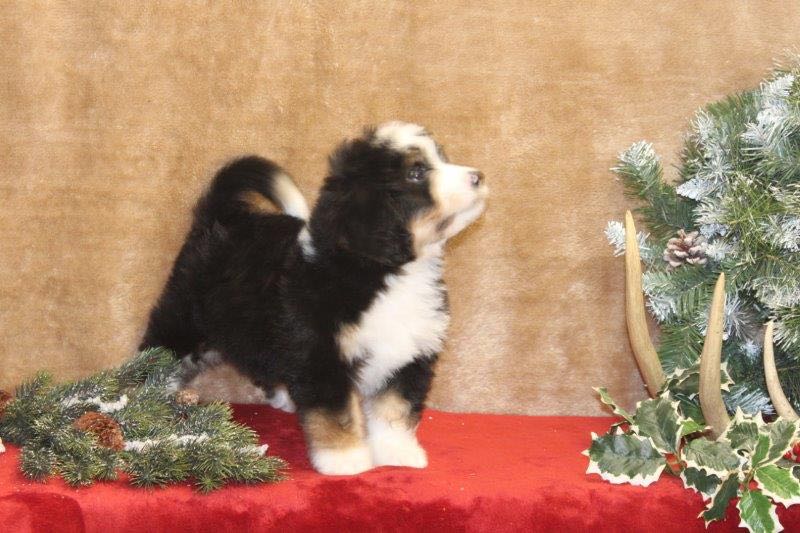 Mini Bernedoodle Puppies Available for Adoption - Weaver Family Puppies