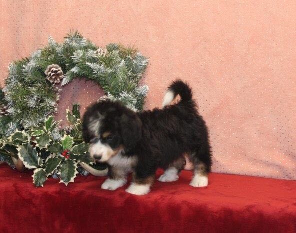 Mini Bernedoodle Puppies Available for Adoption - Weaver Family Puppies
