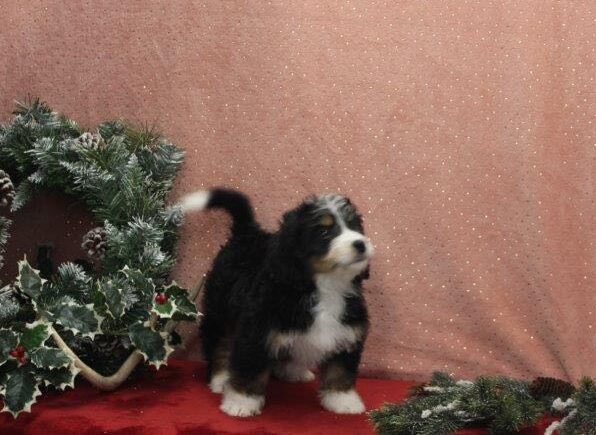 Mini Bernedoodle Puppies Available for Adoption - Weaver Family Puppies