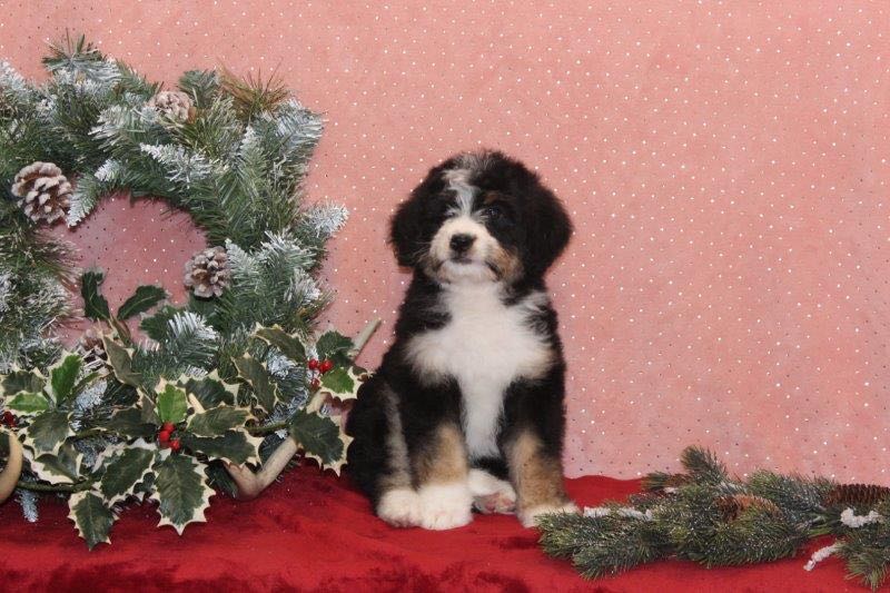 Mini Bernedoodle Puppies Available for Adoption - Weaver Family Puppies