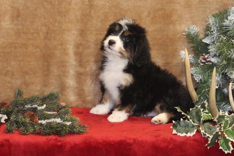 Mini Bernedoodle Puppies Available for Adoption - Weaver Family Puppies