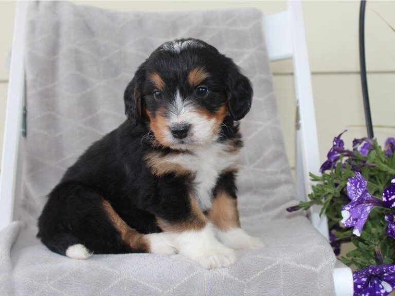 Mini Bernedoodle Puppies Available for Adoption - Weaver Family Puppies
