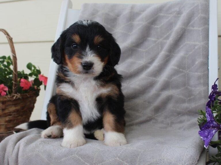 Mini Bernedoodle Puppies Available for Adoption - Weaver Family Puppies
