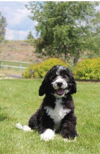 Mini Bernedoodle Puppies Available for Adoption - Weaver Family Puppies