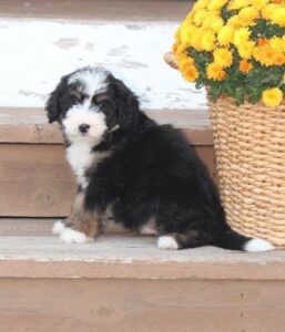 Mini Bernedoodle Puppies Available for Adoption - Weaver Family Puppies