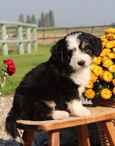 Mini Bernedoodle Puppies Available for Adoption - Weaver Family Puppies